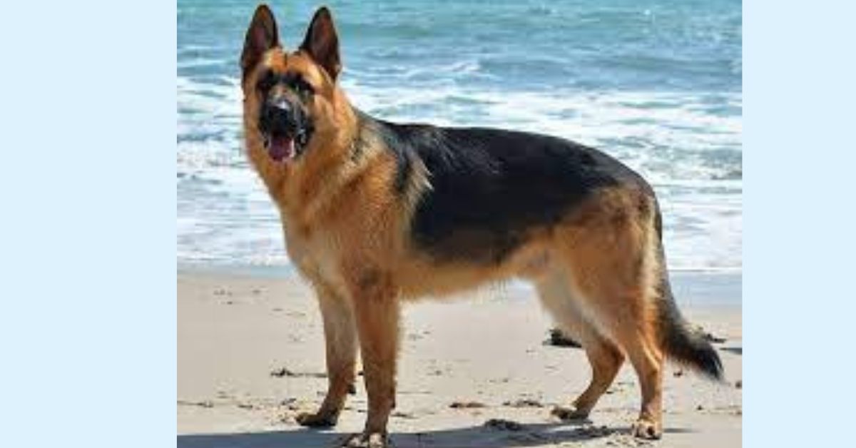 Top 7 Dogs Breed In Pakistan 2025 [Latest]