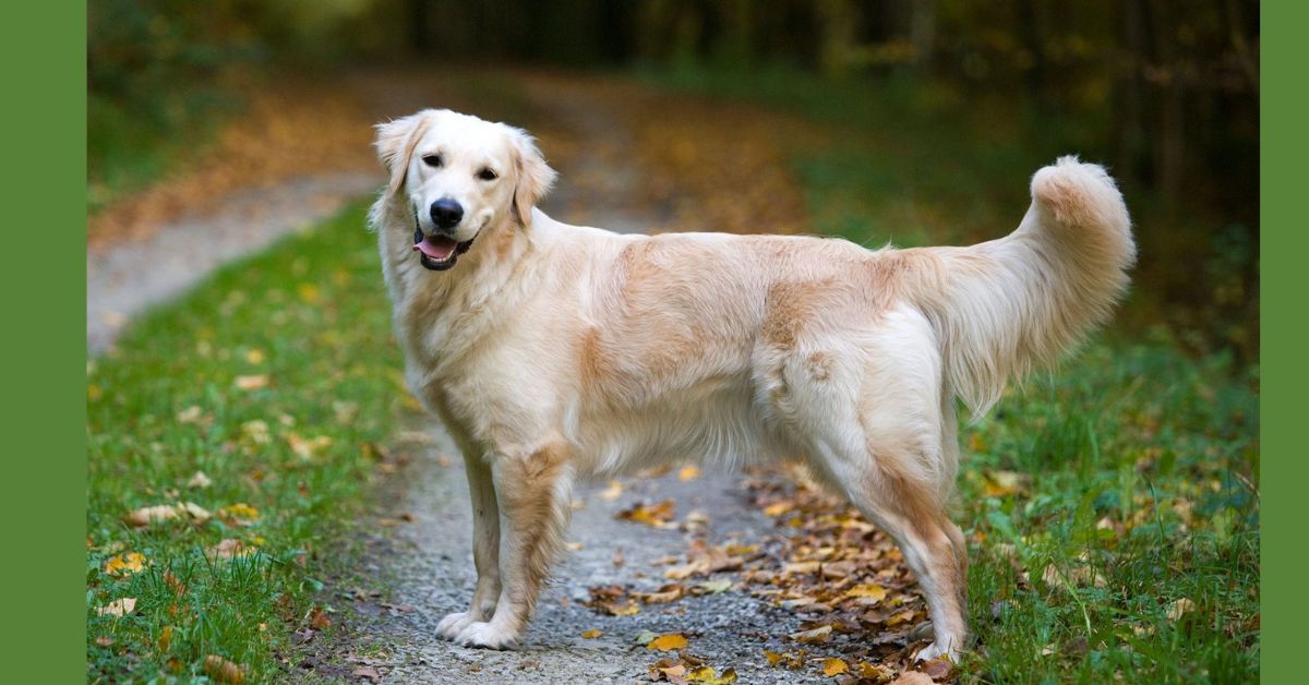 Top 7 Dogs Breed In Pakistan 2025 [Latest]