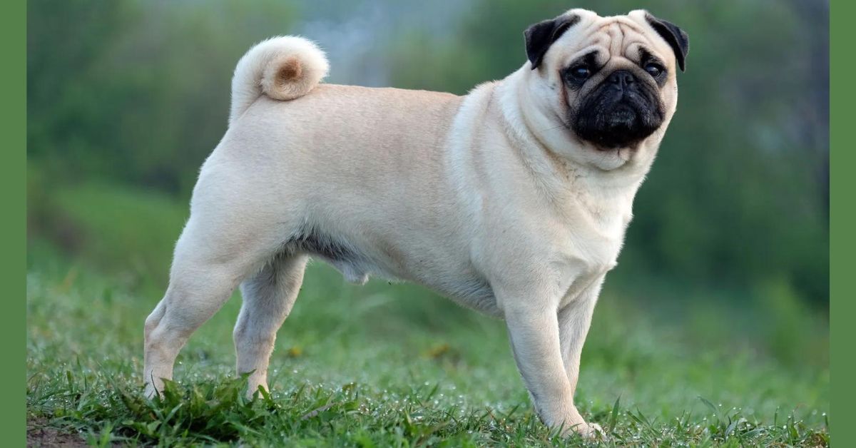 Top 7 Dogs Breed In Pakistan 2025 [Latest]